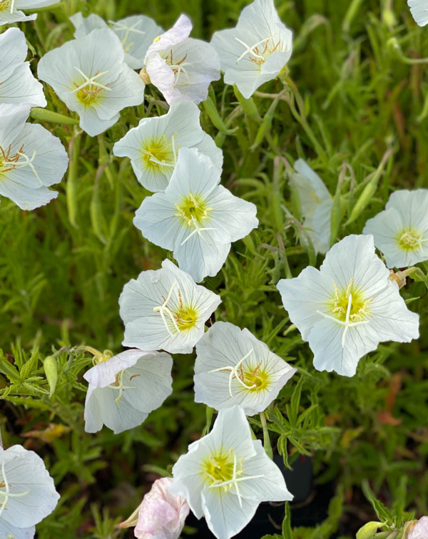 Beli noćurak - Oenothera speciosa Alba | Rasadnik Ema