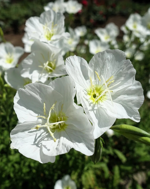 Beli noćurak - Oenothera speciosa Alba | Rasadnik Ema