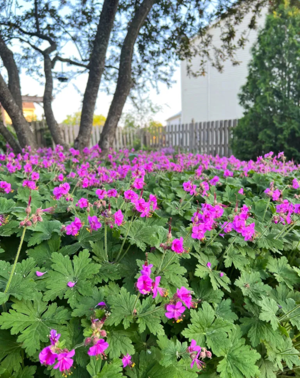Geranijum roze - Geranium macrorrhizum Czakor | Rasadnik Ema