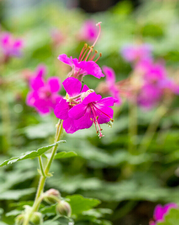 Geranijum roze - Geranium macrorrhizum Czakor | Rasadnik Ema