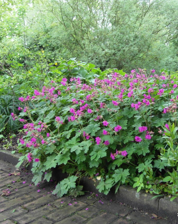 Geranijum roze - Geranium macrorrhizum Czakor | Rasadnik Ema
