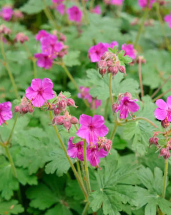 Geranijum roze - Geranium macrorrhizum Czakor | Rasadnik Ema