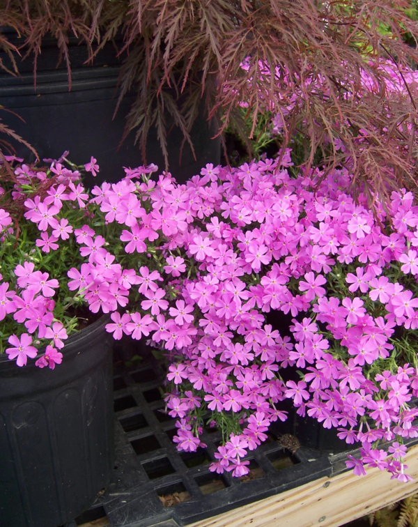 Polegli floks roze - Phlox subulata Emerald pink | Rasadnik Ema