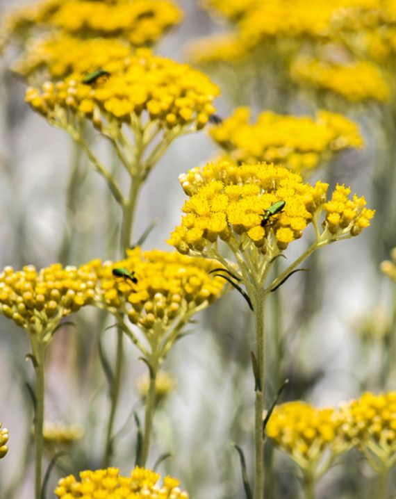Smilje - Helichrysum italicum | Rasadnik Ema