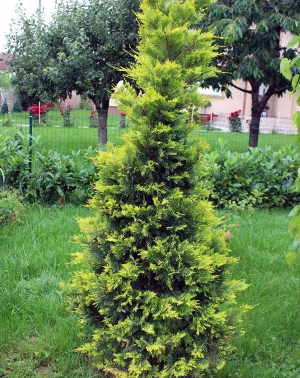 Lejlandi zlatni - Cupressocyparis leylandii Gold Rider | Rasadnik Ema