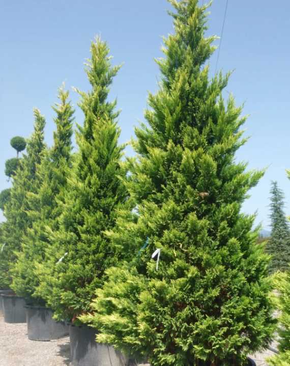 Lejlandi zlatni - Cupressocyparis leylandii Gold Rider | Rasadnik Ema