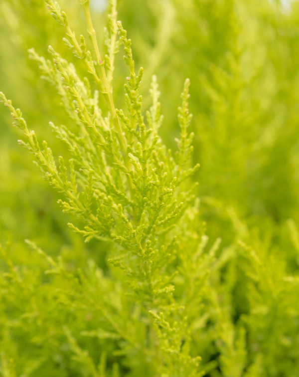 Lejlandi zlatni - Cupressocyparis leylandii Gold Rider | Rasadnik Ema