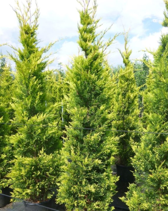 Lejlandi zlatni - Cupressocyparis leylandii Gold Rider | Rasadnik Ema