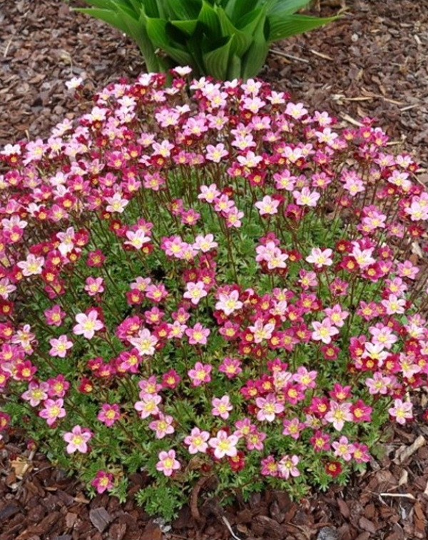 Saxifraga Pixie Rose | Rasadnik Ema