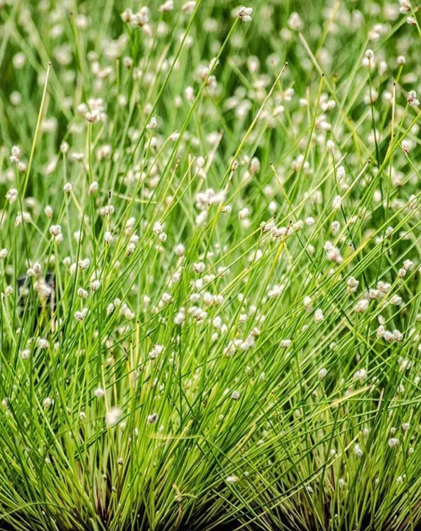 Kišne kapi - Isolepis cernua | Rasadnik Ema