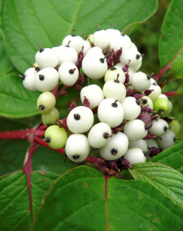 Sibirski dren - Cornus alba Sibirica | Rasadnik Ema
