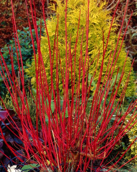 Sibirski dren - Cornus alba Sibirica | Rasadnik Ema