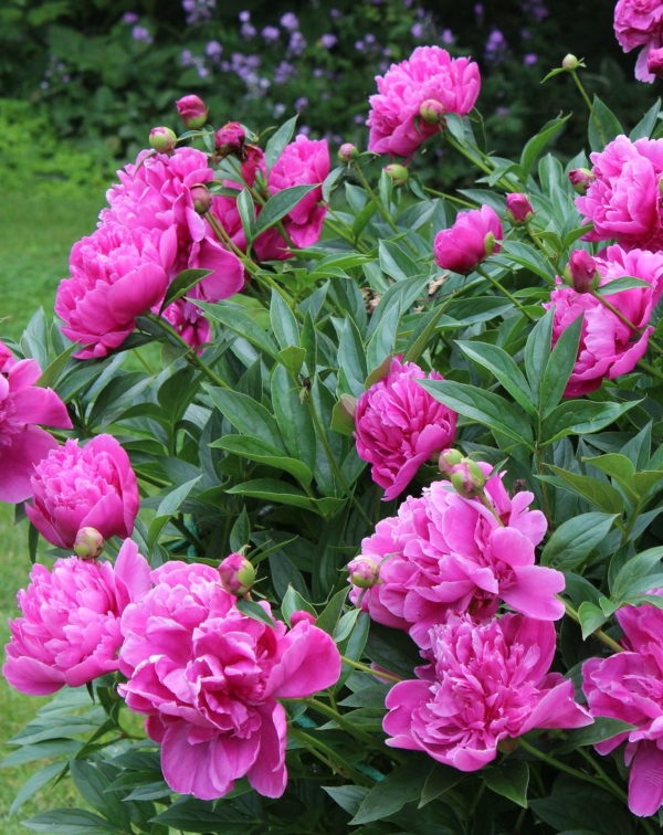 Božur - Paeonia officinalis | Rasadnik Ema