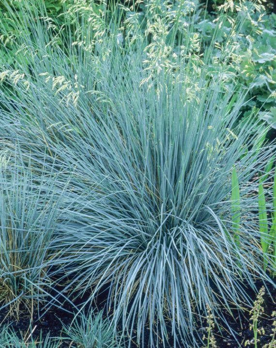 Plavi ovas - Helictotrichon sempervirens | Rasadnik Ema