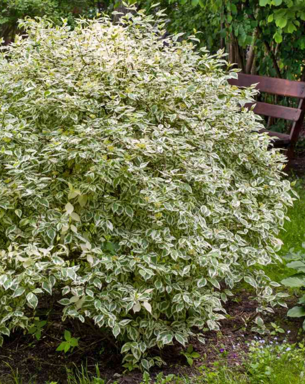 Sibirski šarenolisni dren - Cornus sibirica variegata | Rasadnik Ema