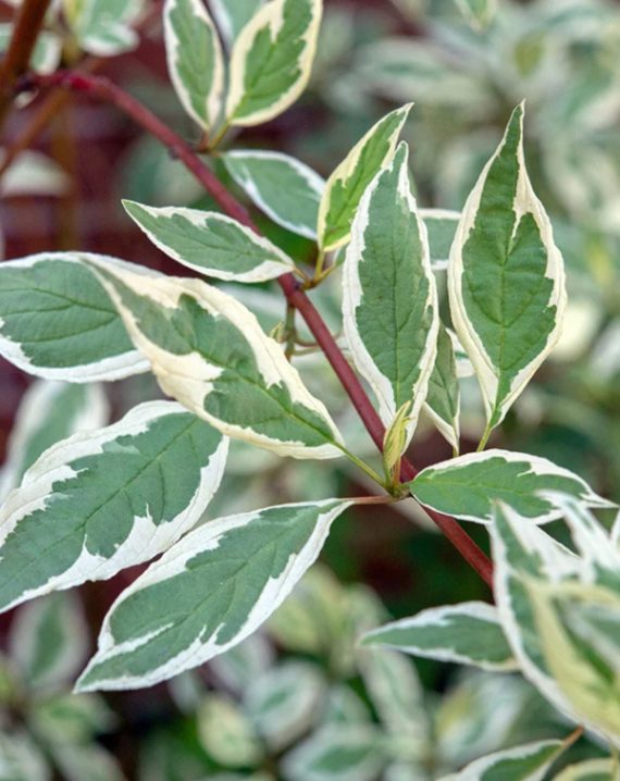 Sibirski šarenolisni dren - Cornus sibirica variegata | Rasadnik Ema