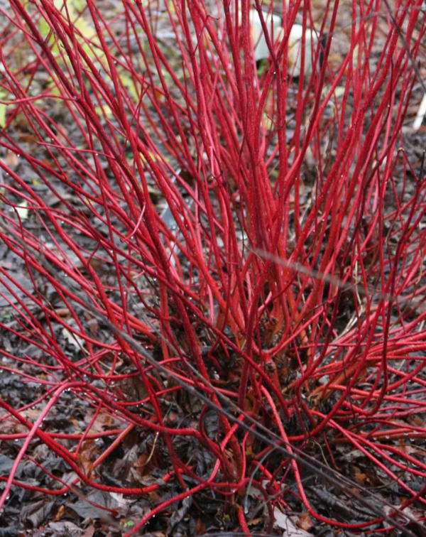 Sibirski šarenolisni dren - Cornus sibirica variegata | Rasadnik Ema