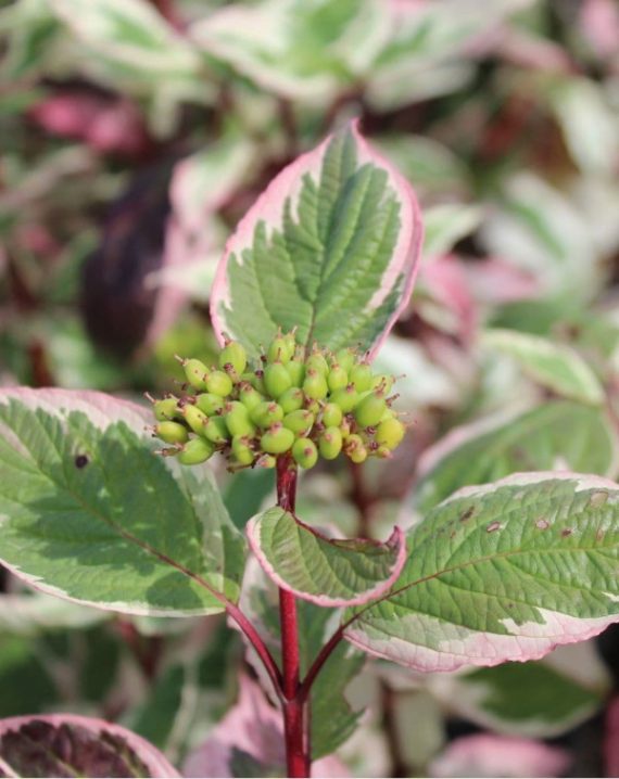 Sibirski šarenolisni dren - Cornus sibirica variegata | Rasadnik Ema