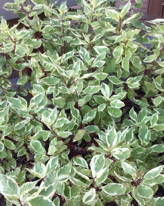 Sibirski šarenolisni dren - Cornus sibirica variegata | Rasadnik Ema