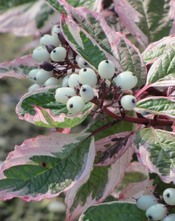 Sibirski šarenolisni dren - Cornus sibirica variegata | Rasadnik Ema