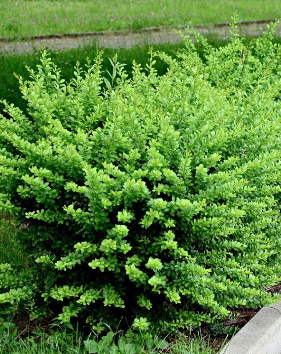Berberis zeleni - Berberis thunbergii | Rasadnik Ema