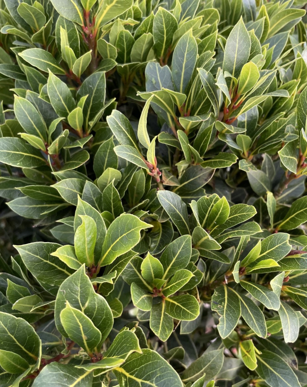 Lovor - Laurus nobilis | Rasadnik Ema