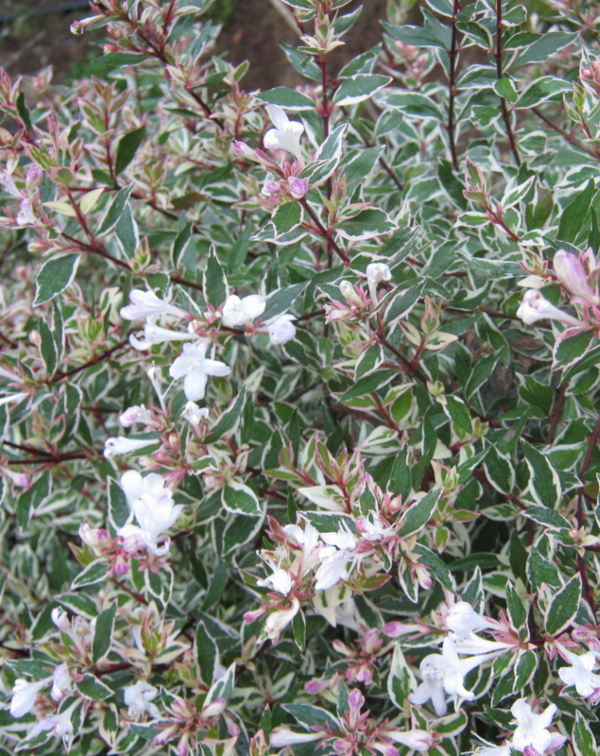 Abelija grandiflora variegata | Rasadnik Ema
