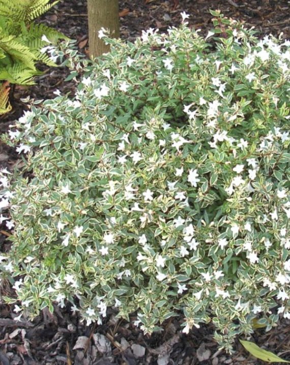 Abelija grandiflora variegata | Rasadnik Ema