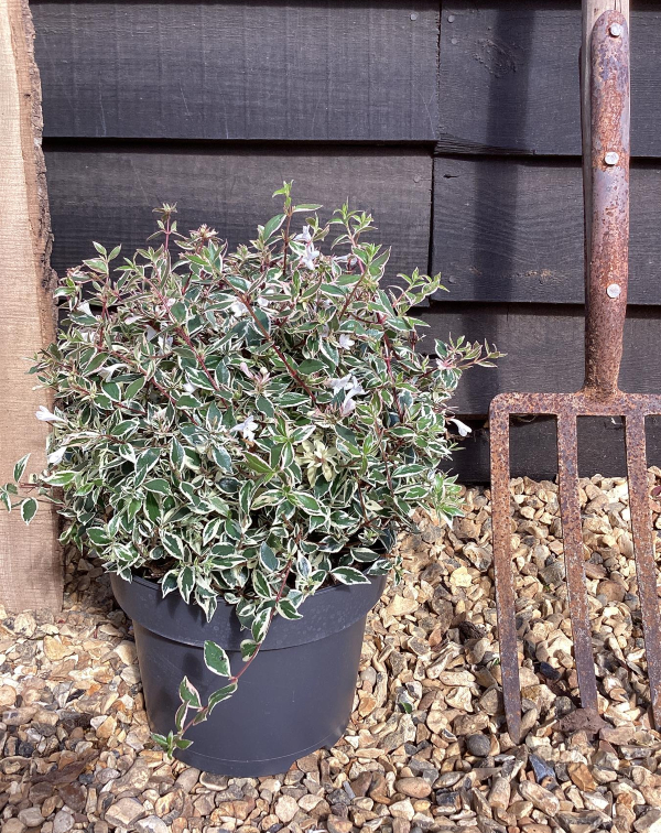 Abelija grandiflora variegata | Rasadnik Ema