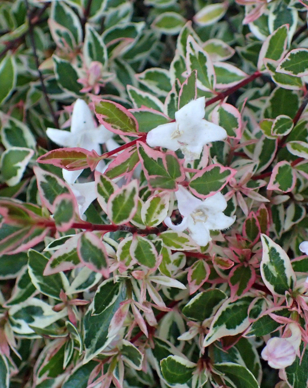 Abelija grandiflora variegata | Rasadnik Ema