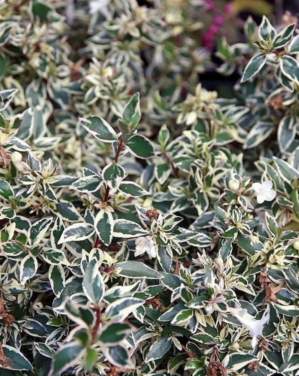 Abelija grandiflora variegata | Rasadnik Ema