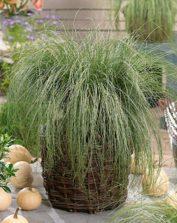 Carex comans Amazon mist | Rasadnik Ema