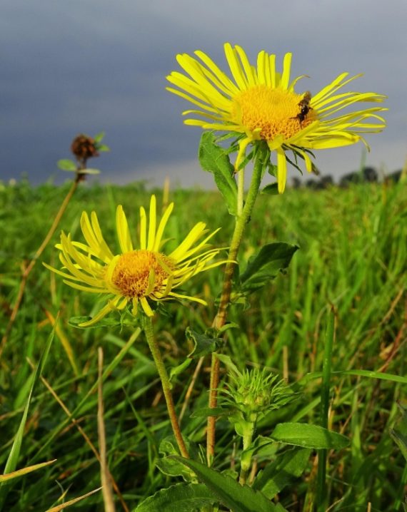 Britanski oman - Inula britannica | Rasadnik Ema