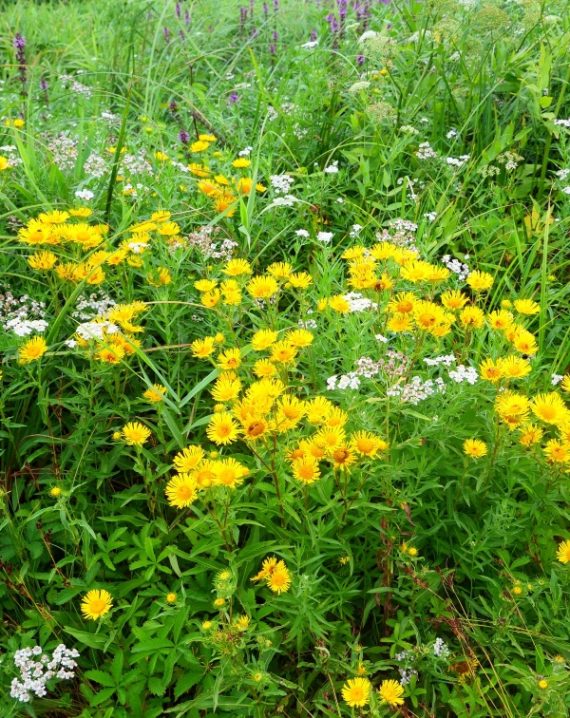 Britanski oman - Inula britannica | Rasadnik Ema